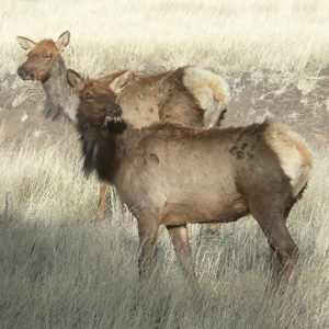 Alpine Arizona » Wildlife Viewing